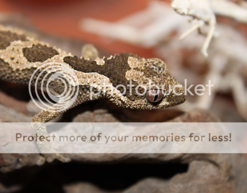 Pachydactylus rugosus | Reptile Forums