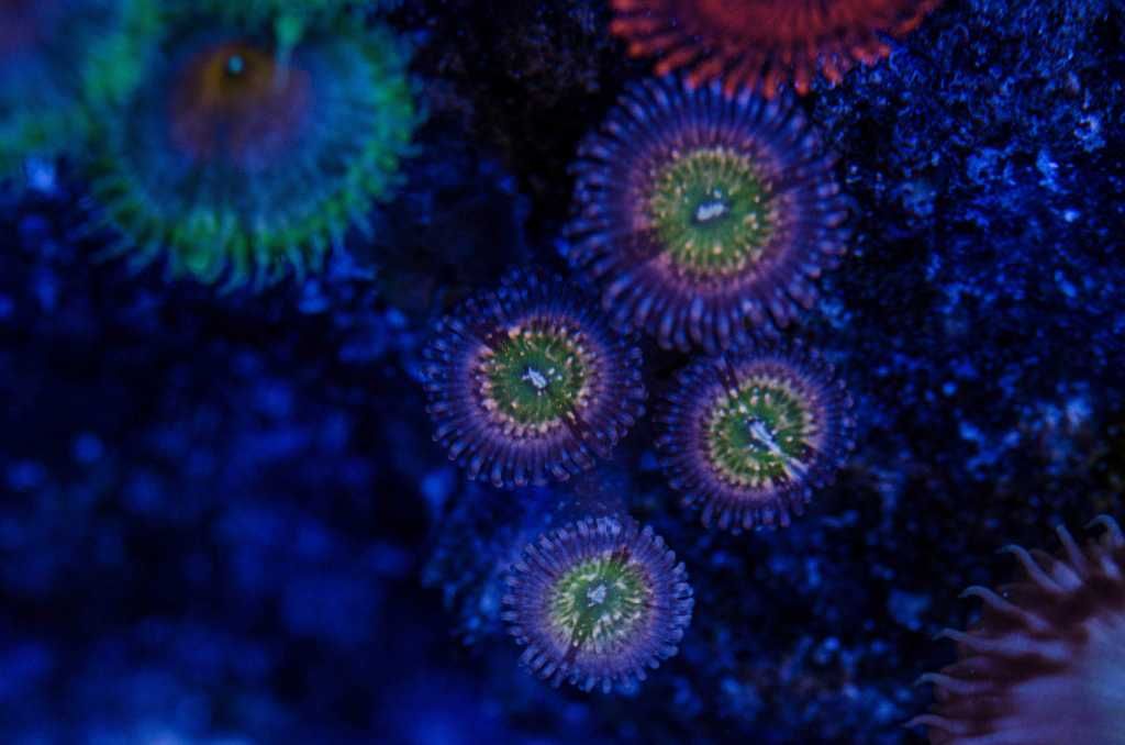 The Bowser Zoa | Page 3 | REEF2REEF Saltwater and Reef Aquarium Forum
