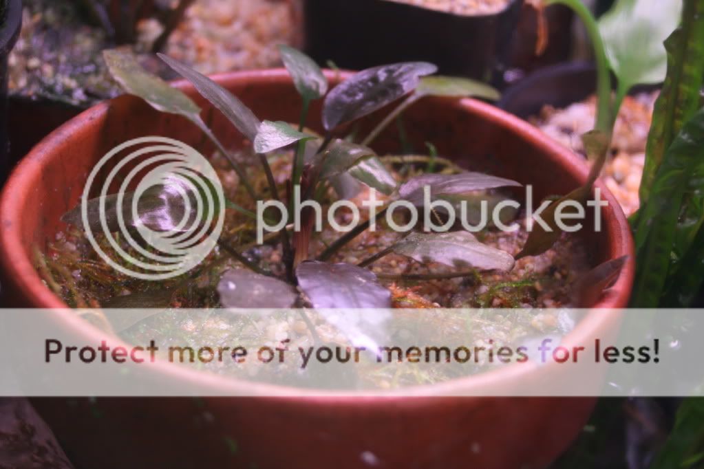 Crypt cordata Flower | Aquatic Plant Forum