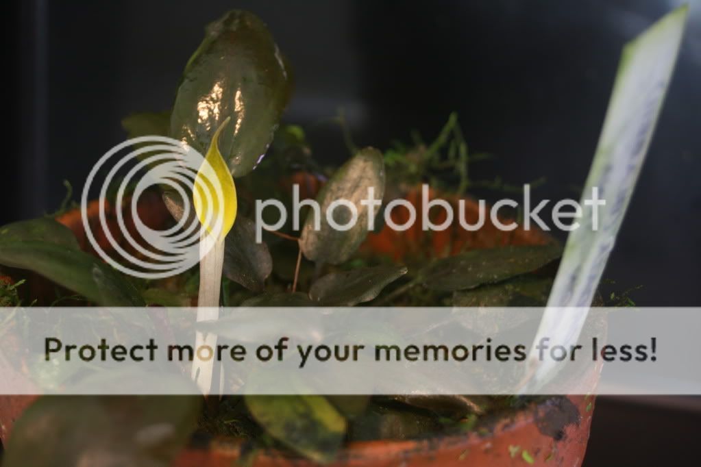 Crypt cordata Flower | Aquatic Plant Forum