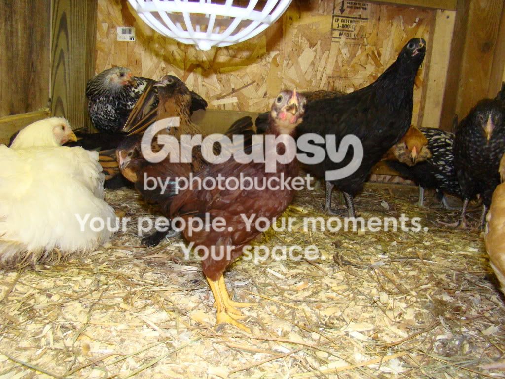 RIR Bantam?? | BackYard Chickens - Learn How to Raise Chickens